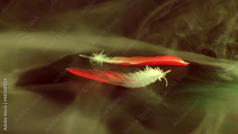 A red and white bird feather falls on a black mirror in smoke. The ...