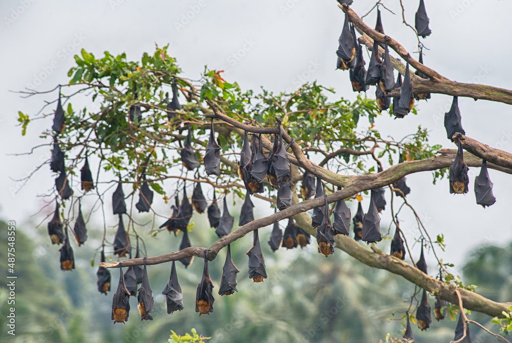Indian Flying Fox - Pteropus giganteus, beautiful large fruit bat from ...