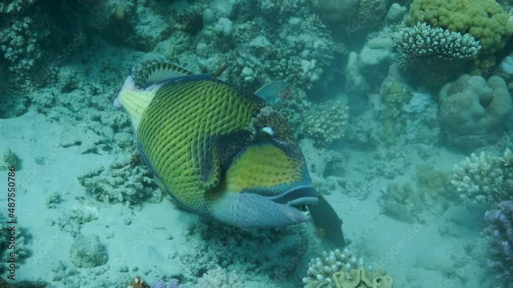 Close-up of the Trigger fish on coral reef. Titan Triggerfish ...