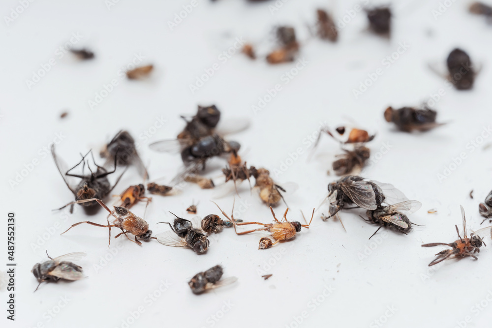 Dead dried insects flies and wild wasps on a white background. Insects ...