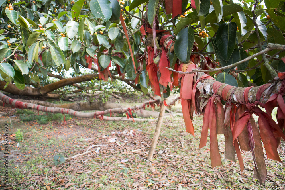 Red cloth piece tied in a banyan tree by the devotees Stock Photo ...