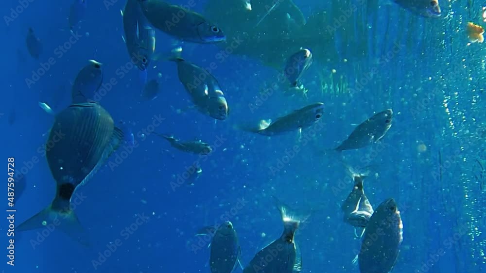 Underwater close-up view of shoal of Saraga fish swimming and eating ...