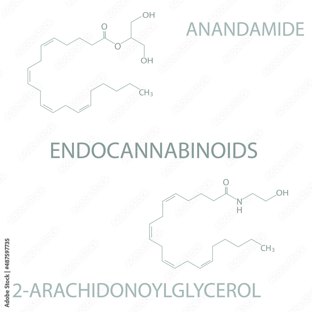Endocannabinoids (anandamide, 2-arachidonoylglycerol) molecular ...