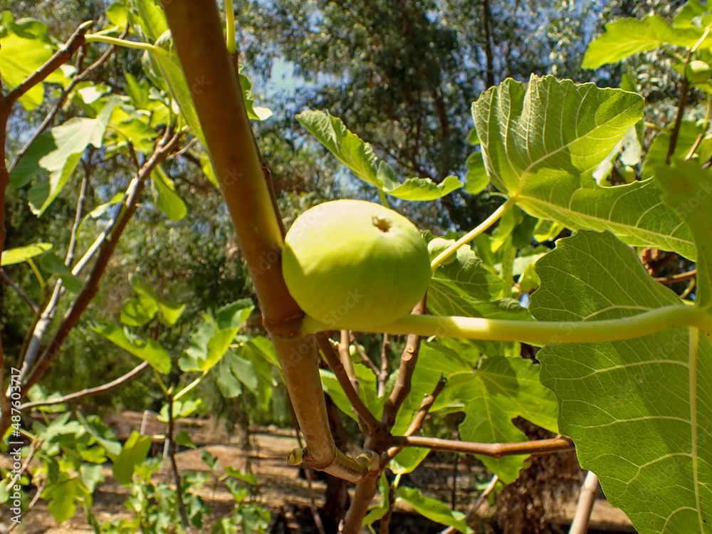 fico 450 Stock Photo | Adobe Stock