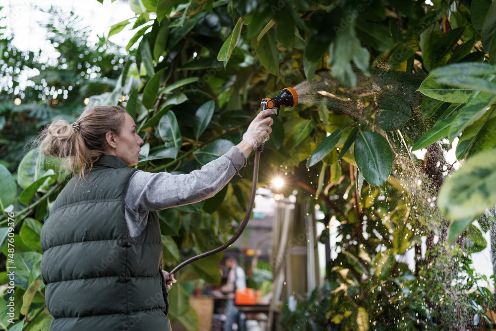 Young woman gardener watering tropical tree Ficus Elastica with hose, female worker wearing ...