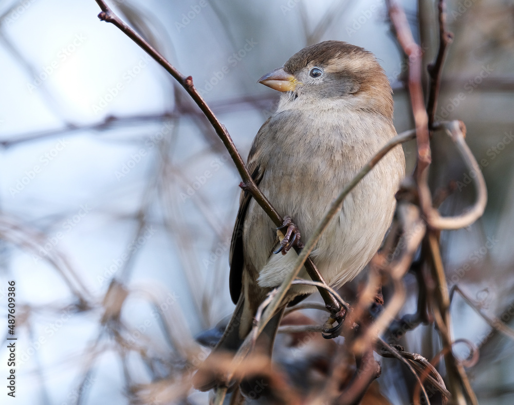The house sparrow is a bird of the sparrow family Passeridae, found in ...