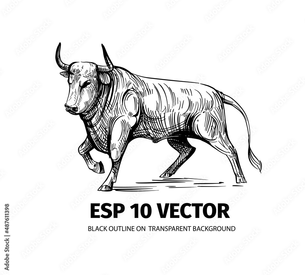 Bull sketch. Vector illustration black outline on transparent ...