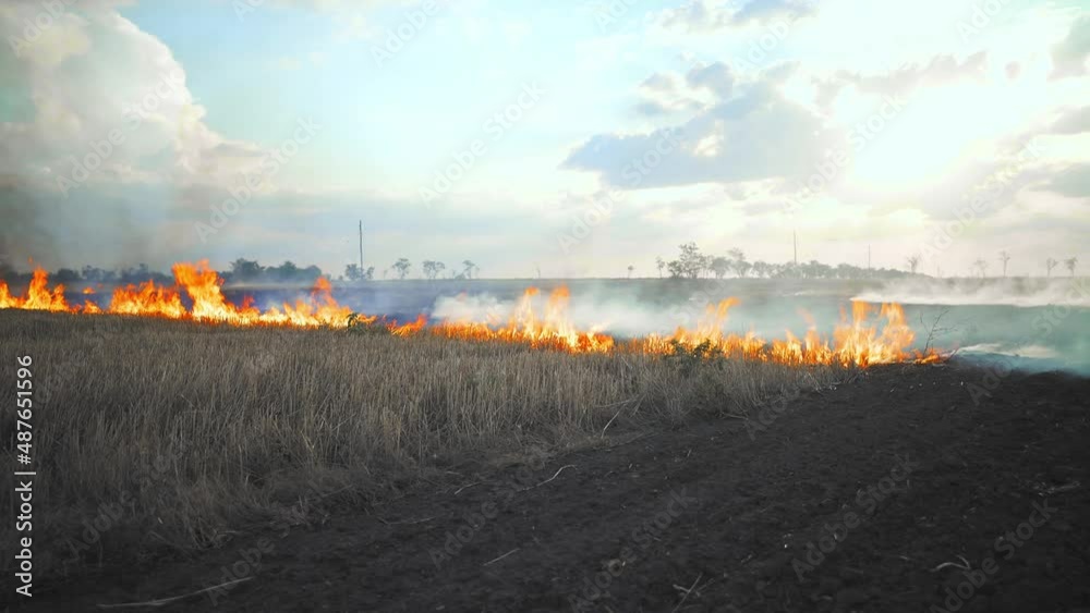 Farmland in flame. Environmental pollution. Flame burns dry field ...