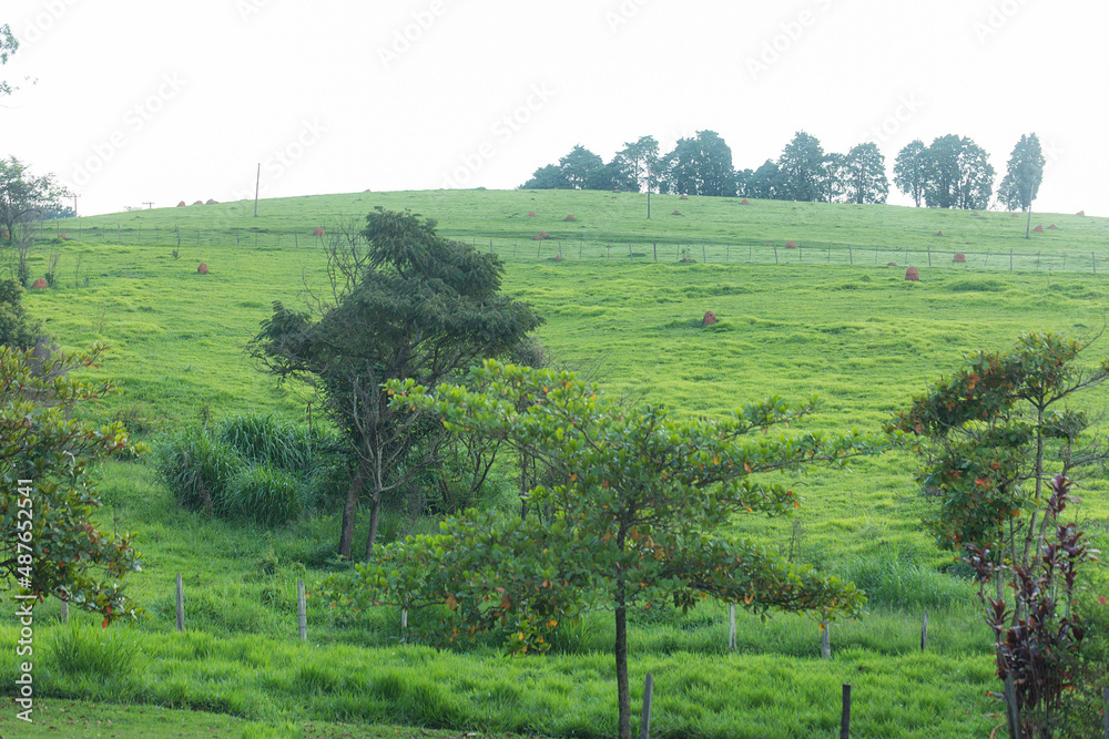 Paisagem natural ou paisagem rural com serras, flore, bananeiras ...