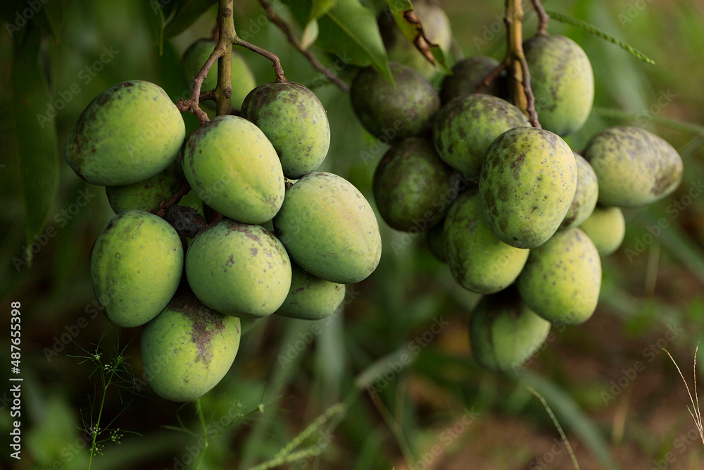 Cacho de manga verde. A manga é uma fruta de caroço comestível ...