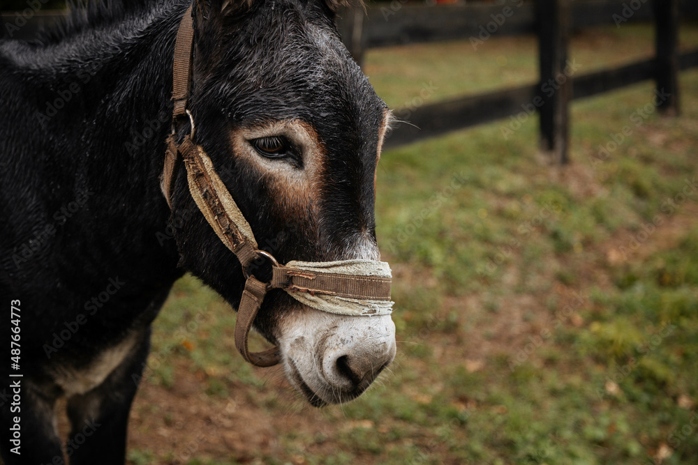 Portrait of a sad donkey in the field.Sad donkey in a greenfield ...