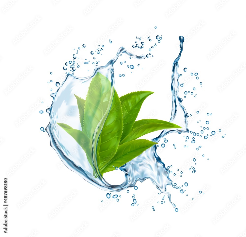Green tea leaves in water splash. Vector organic herbal drink in ...