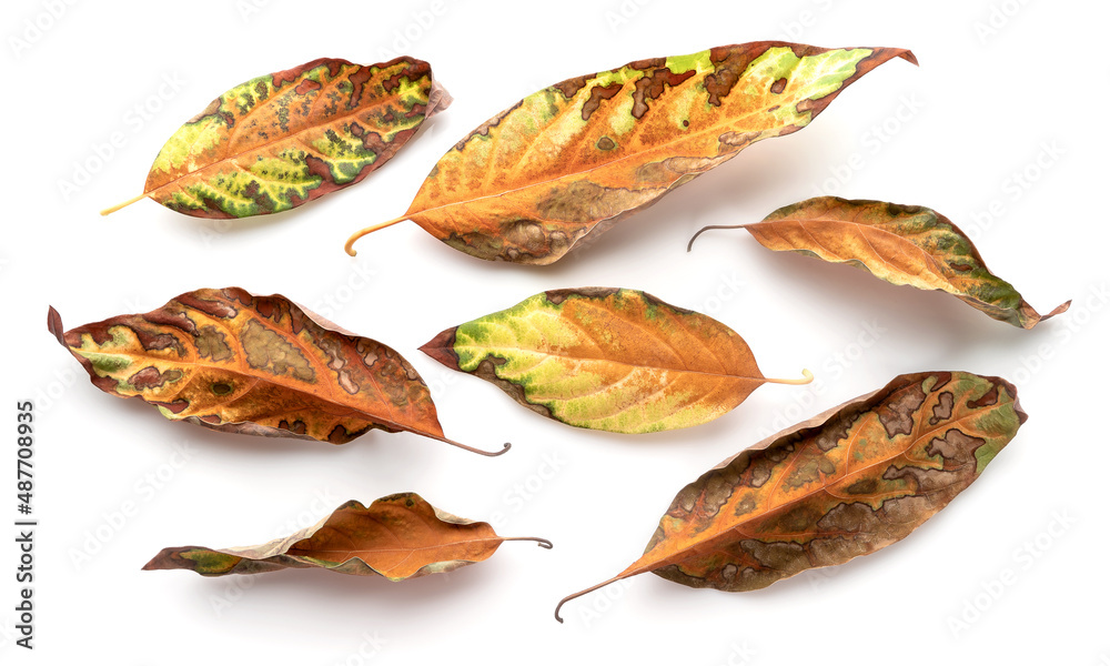 autumn avocado leaves isolated on white background. collection of ...