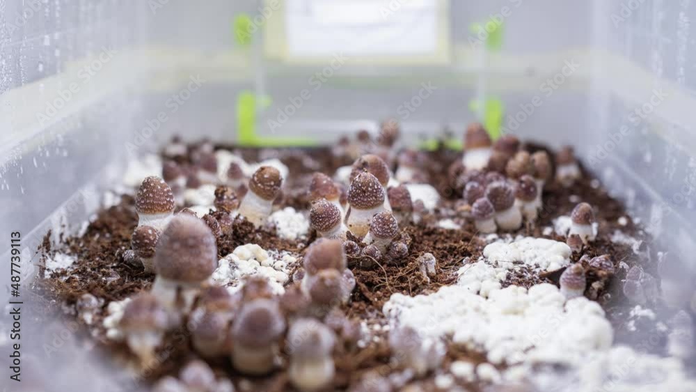 Time Lapse Photos Of Dryinghygrophanous In Psilocybe Magic Mushroom