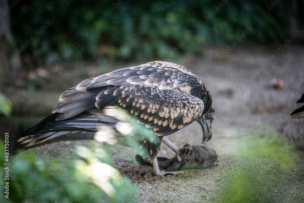 Der Tiergarten Schönbrunn im Park des Schlosses Schönbrunn im 13 ...