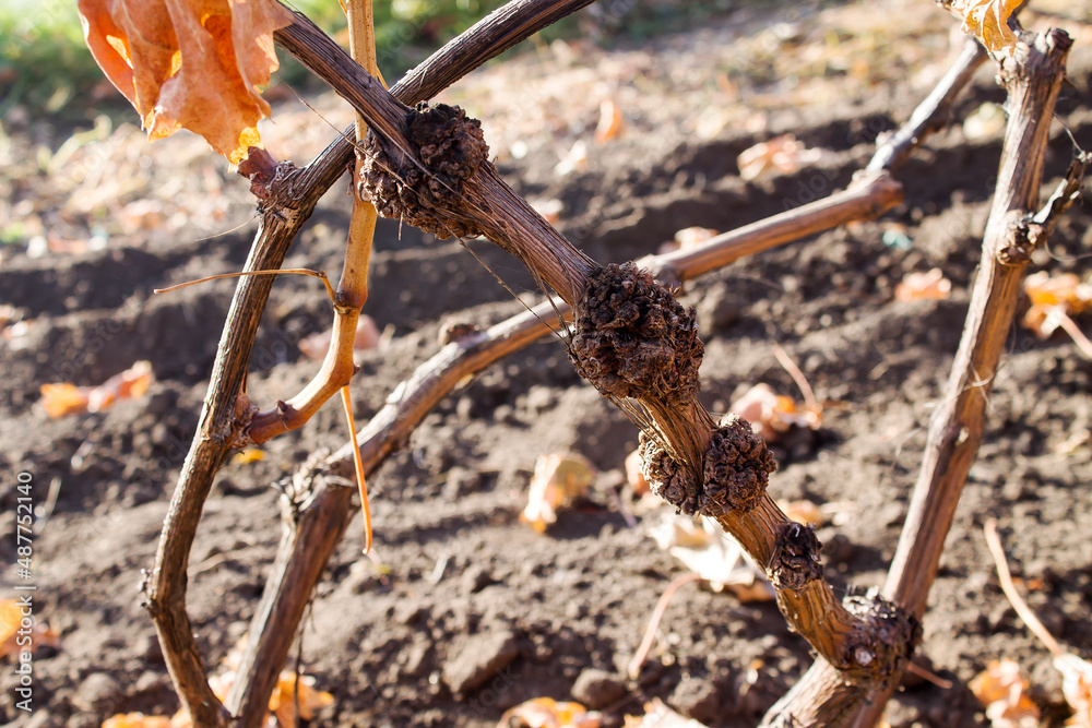 Bacterial cancer of grapes. Plants affected by the disease. Tumors on ...