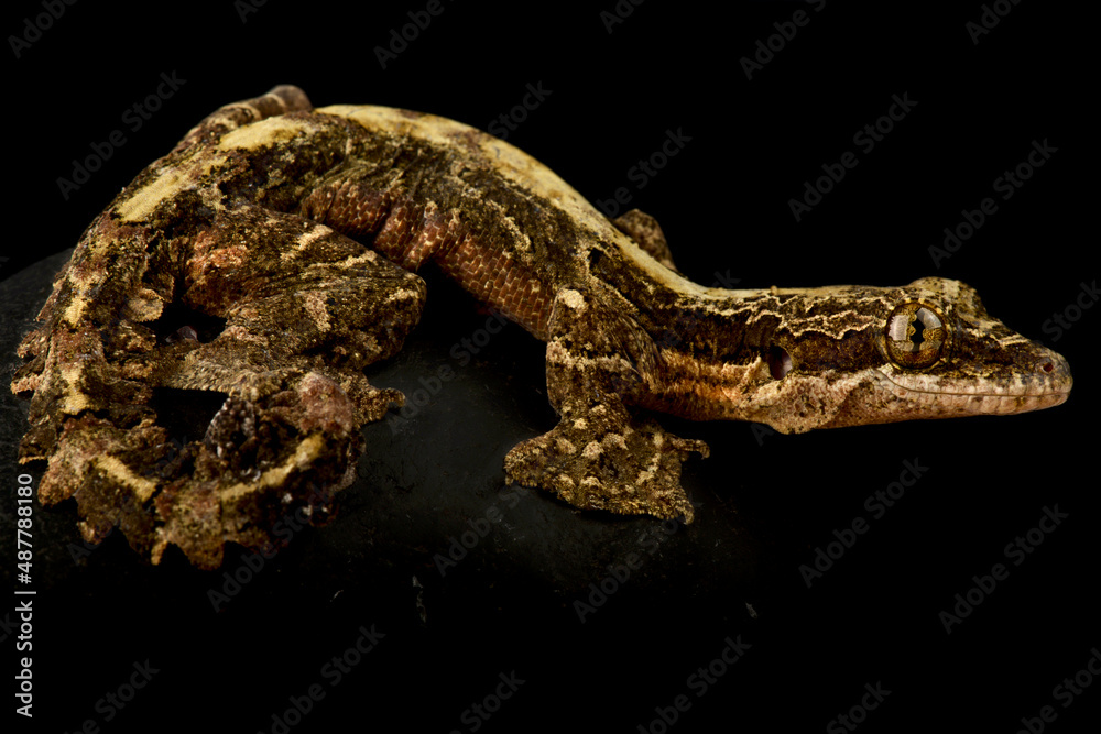 Kuhl's flying gecko (Gekko kuhli) Stock Photo | Adobe Stock