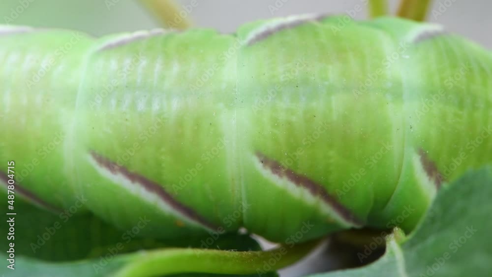 Green caterpillar Privet hawk moth (Sphinx ligustri) or Large brown ...
