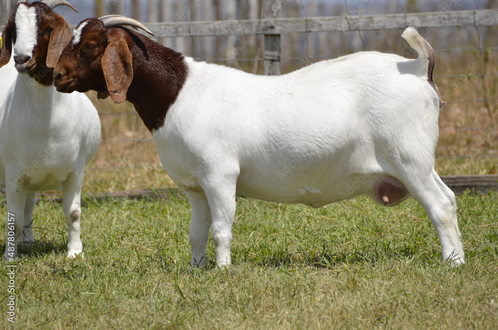 Beautiful female Boer Goats on the farm. Stock Photo | Adobe Stock