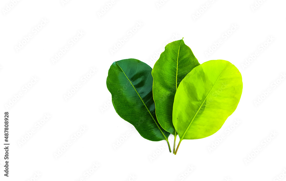 Tropical Bullet wood leaf isolated with clipping path on white ...