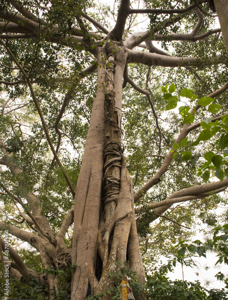 Unakoti, India - January 23 2022: A tall banyan tree at Unakoti ...