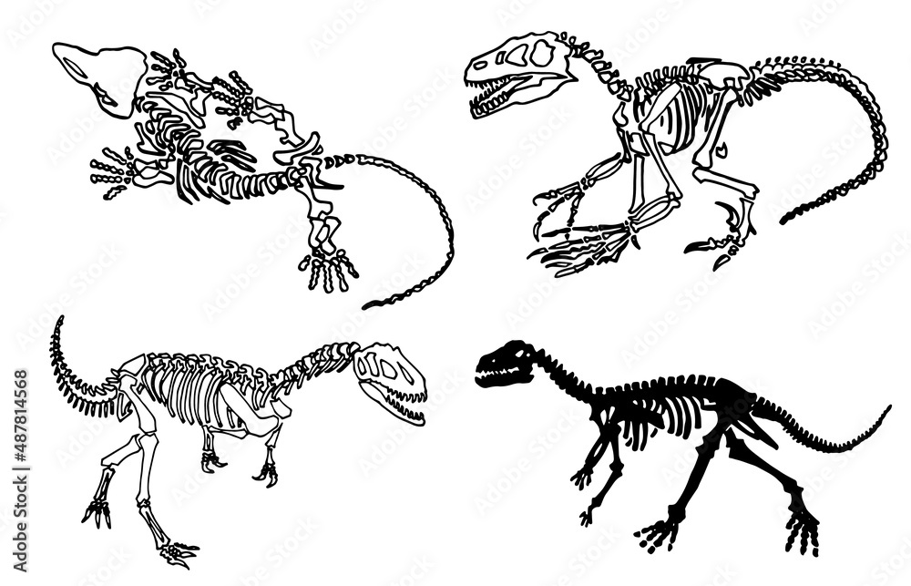 Graphical skeletons of dinosaurs on white background,vector drawing ...