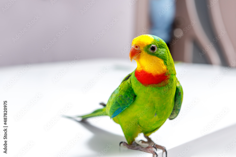 A beautiful green parrot is sitting on the board, looking around. Stock ...