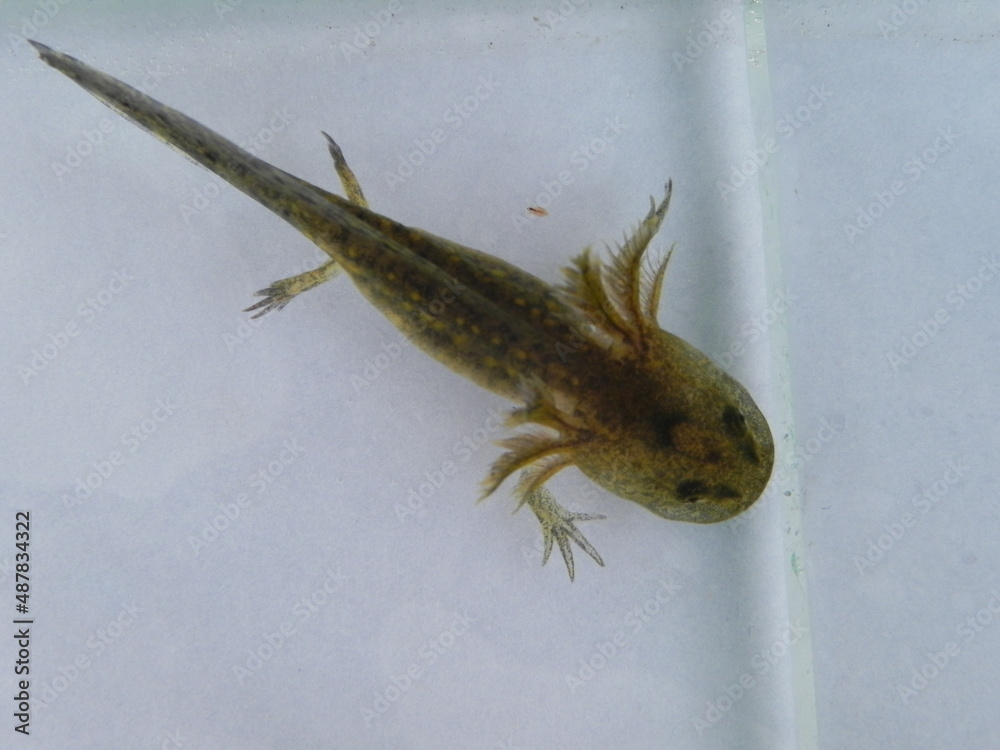hatchling, larvae, baby axolotls, small limbless axolotls Stock Photo ...