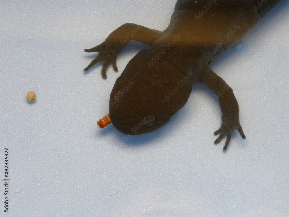 amphibians, frogs, axolotls in different stages photos of axolotl ...