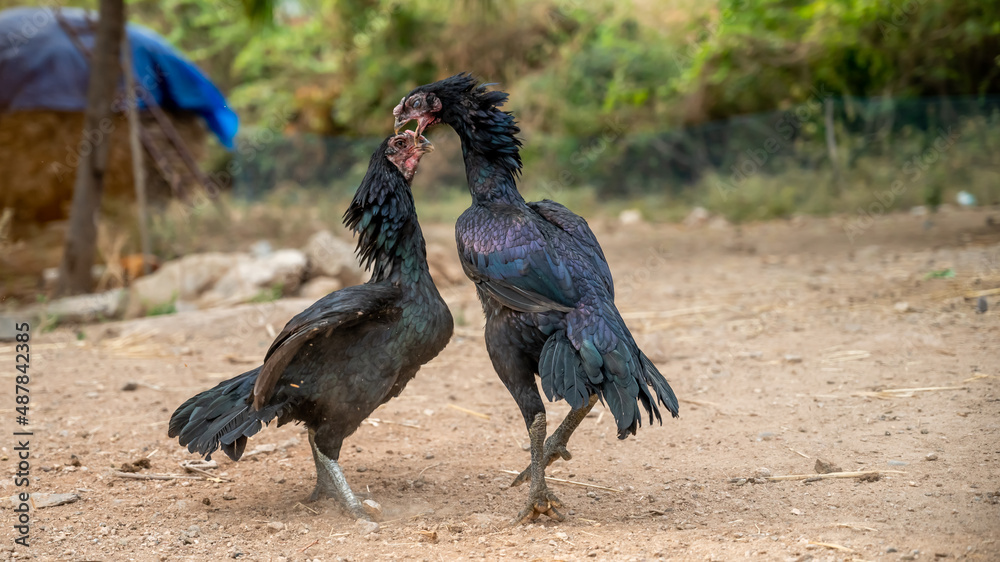Indian Hen fighting. Indian breed (nattu koli) foto de Stock | Adobe Stock