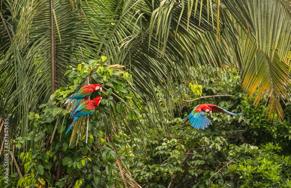 Green-winged macaw playing in flight in peruvian amazon rainforest ...