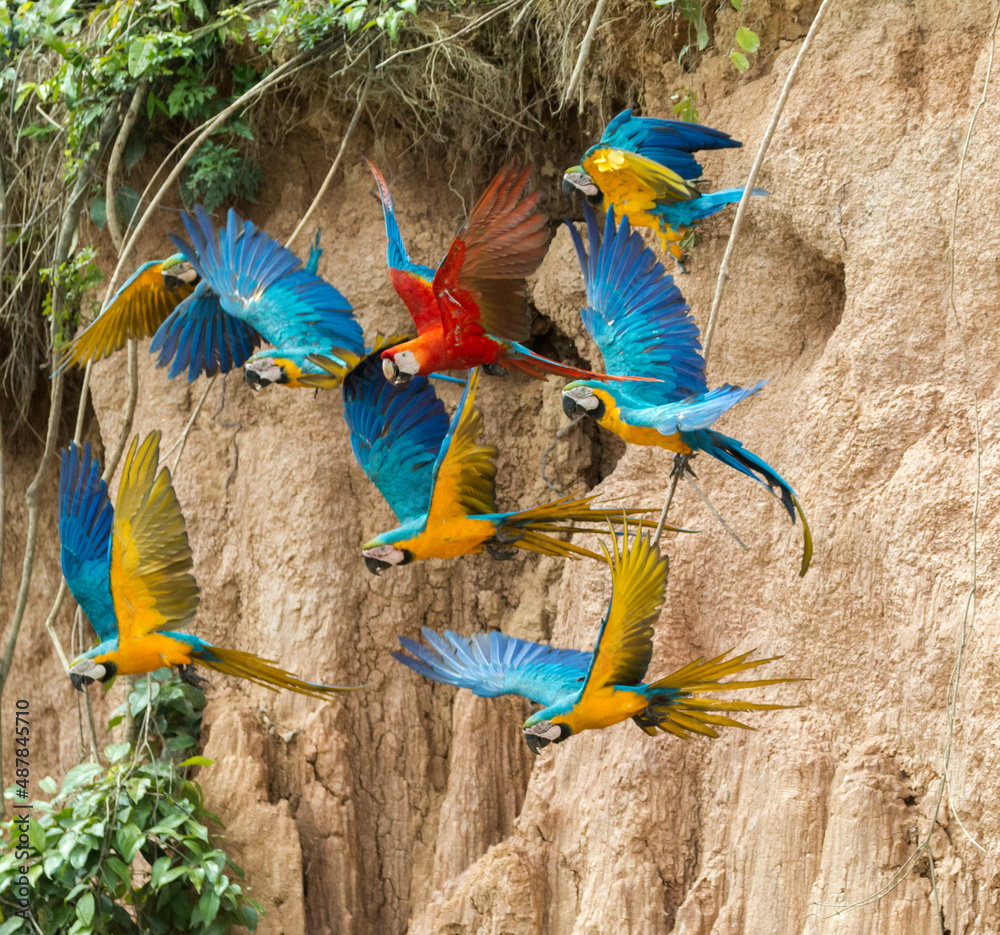 blue and yellow flock and one scarlet macaw flying off at chuncho clay ...