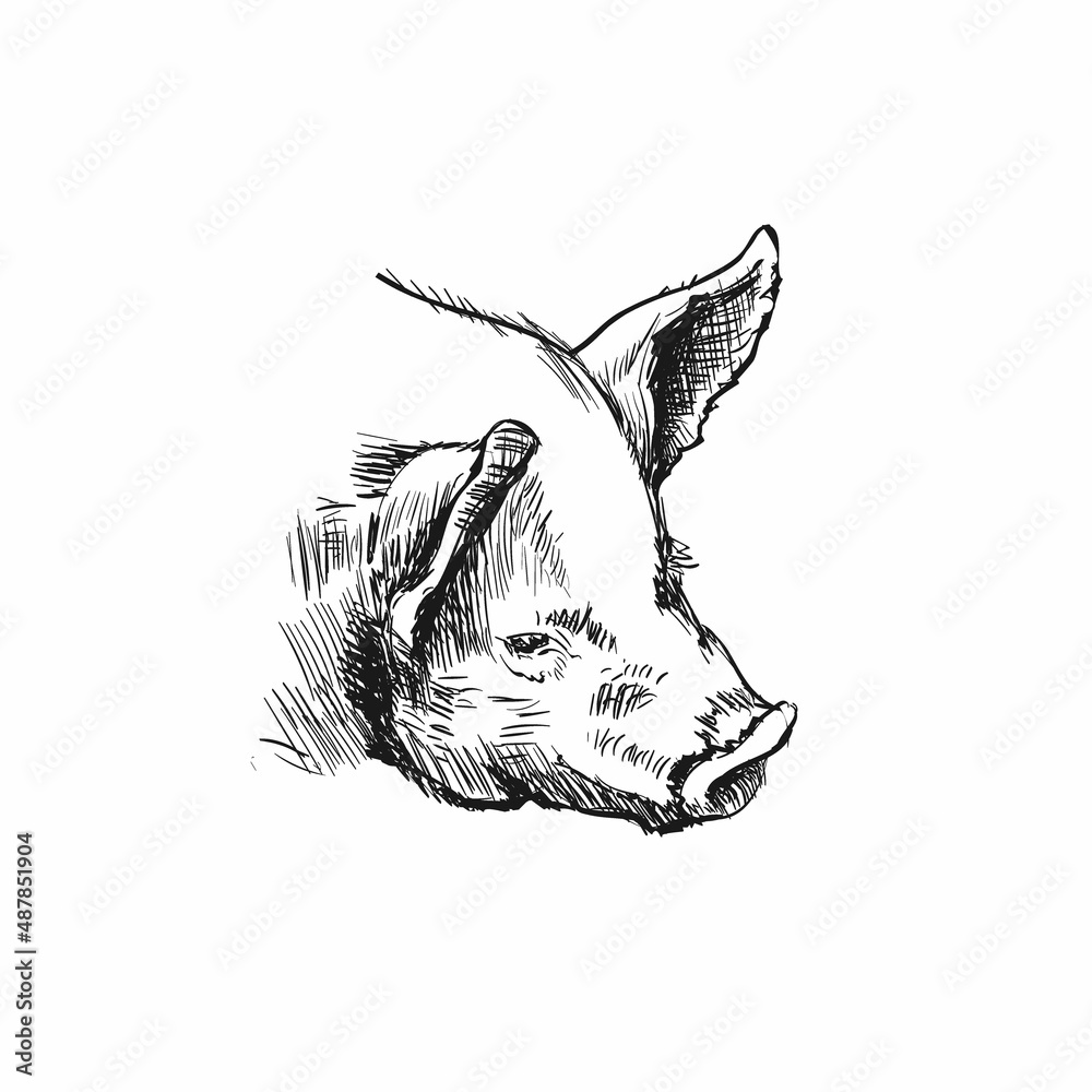 Hand Drawn Sketch Head Pig Illustration Stock Vector | Adobe Stock