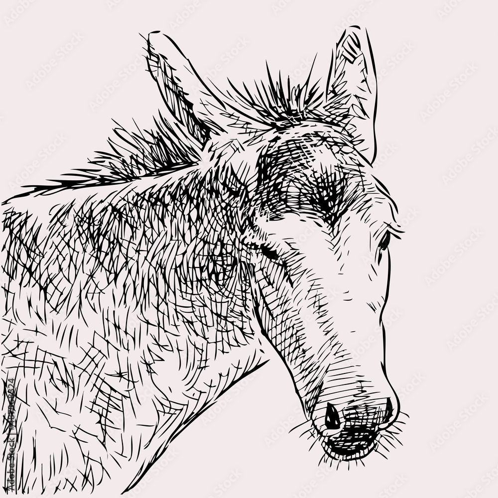 Hand drawing of head sad domestic donkey Stock Vector | Adobe Stock