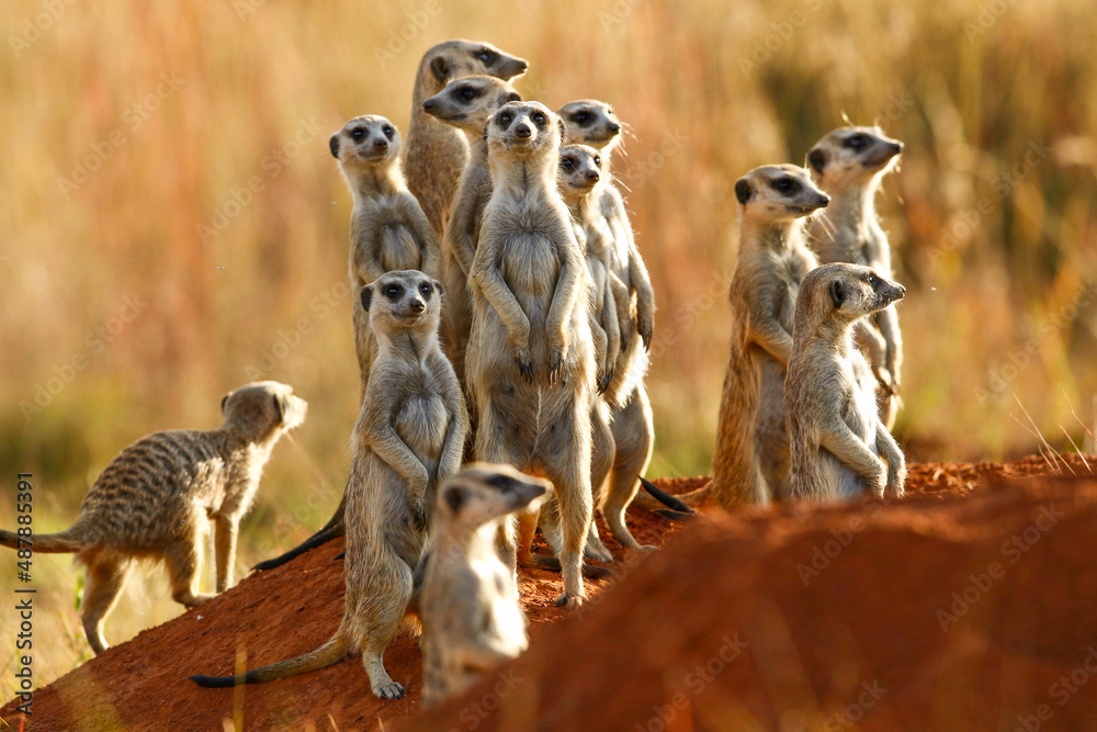 Meerkat, Addo Elephant National Park Stock Photo | Adobe Stock