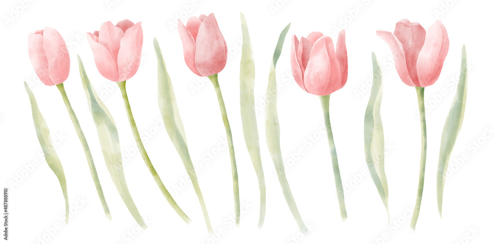 Watercolor pink Tulips set. Hand painted illustration of blooming ...