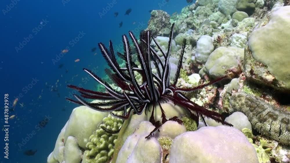 Sea lily on background red corals underwater in Red Seas. Swimming in ...