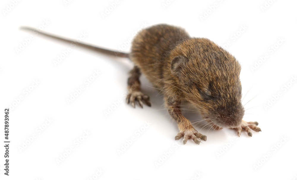 House mouse standing (Mus musculus) Stock Photo | Adobe Stock