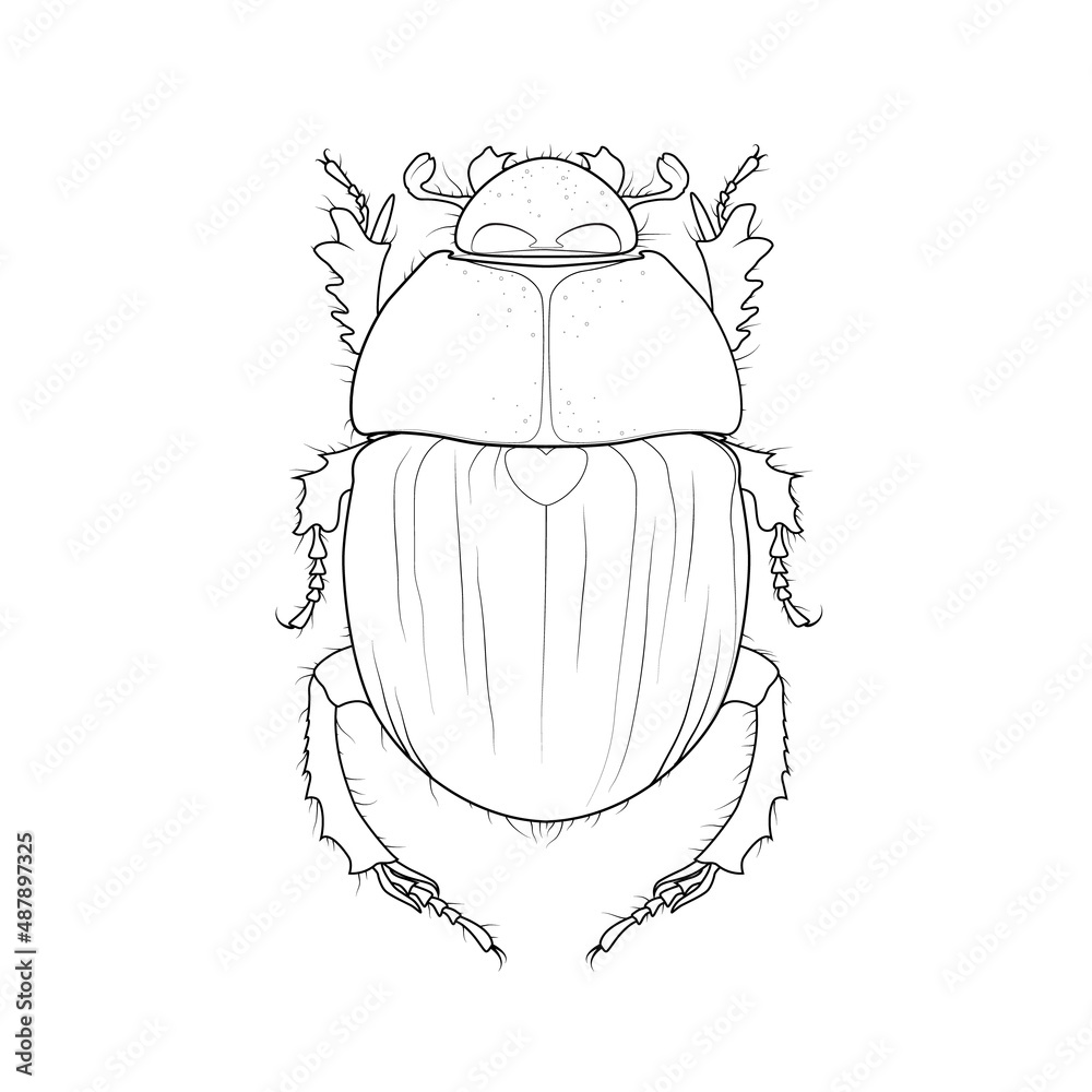 Scarab beetle, ancient symbol of Egypt. Vector scarabaeus bug drawing ...