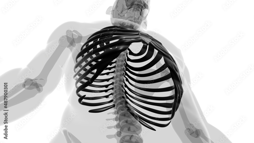 Human skeleton anatomy Rib Cage 3D Rendering Stock Illustration | Adobe ...