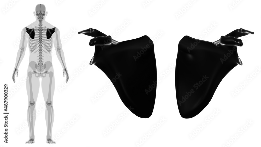 Póster Human skeleton anatomy Scapula Bone 3D Rendering – Cuadro para ...