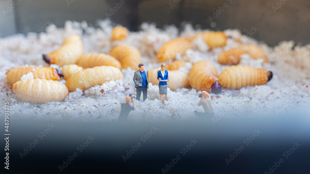 Miniature people : photographer taking sago worm larvae insect Stock ...