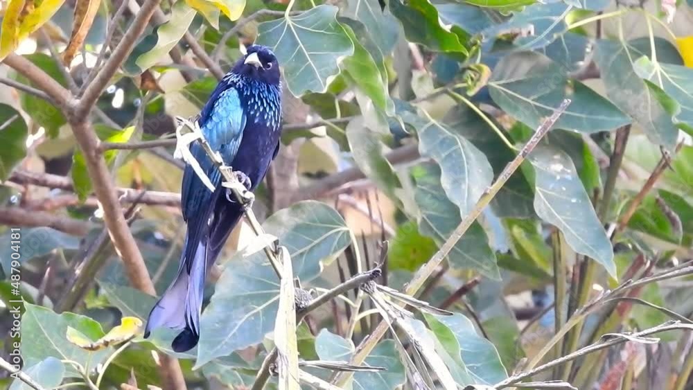 A close up video of Drongo bird on a tree branch in the forests of ...