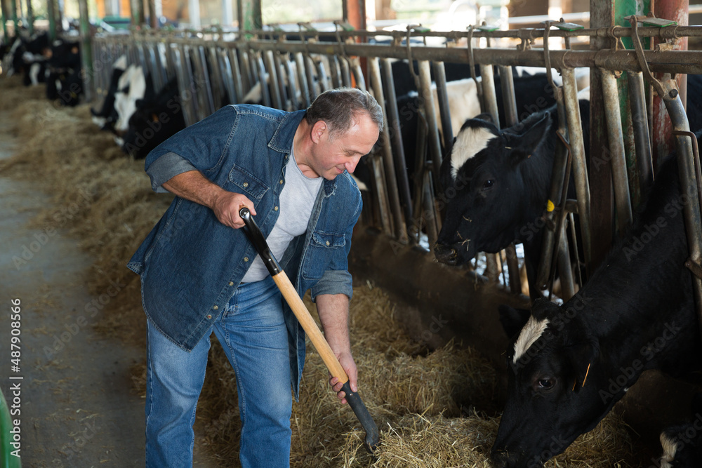 Confident senior man working of dairy farm, feeding cows Stock Photo ...