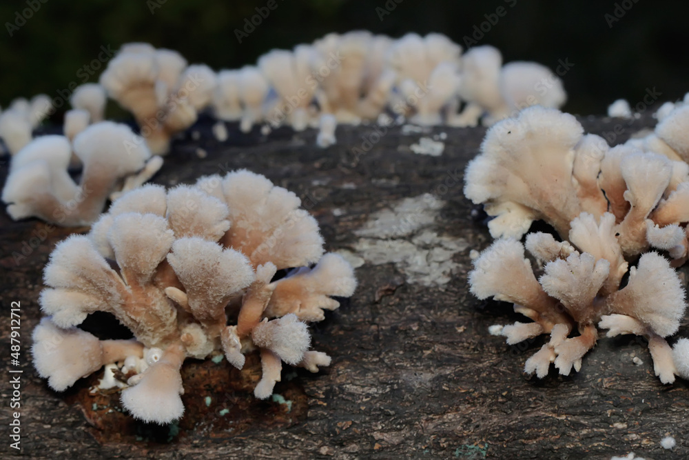 Colony of splitgill mushrooms growing wild on rotting mango tree trunks ...