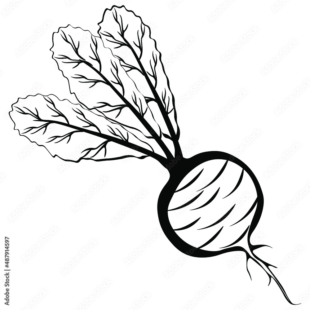 Black and white drawing of a beetroot for coloring. Vegetables for ...