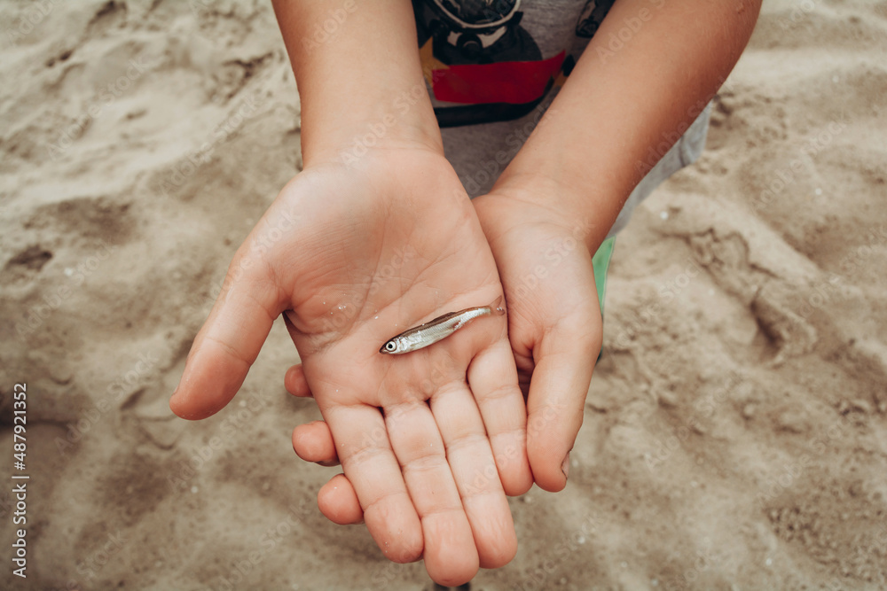 Children's hands hold a small fish. Fisher boy. Weekend in nature Stock ...