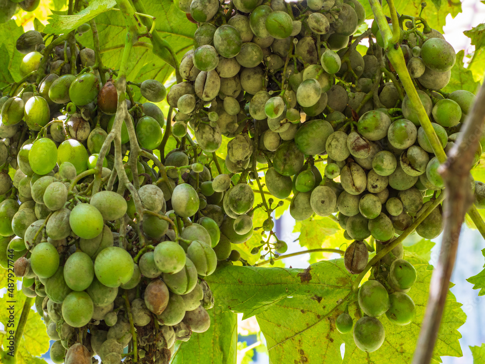 Clusters and leaves of white grapes, affected by powdery mildew or ...