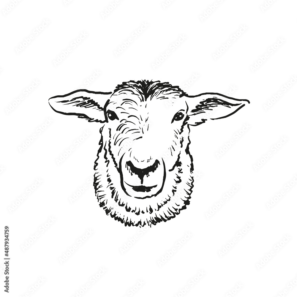 Hand drawn illustration of sheep head. Sketch style farm animal. Lamb ...
