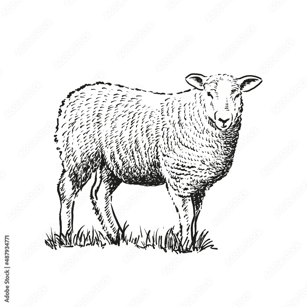 Hand drawn illustration of sheep. Sketch style farm animal Stock Vector ...